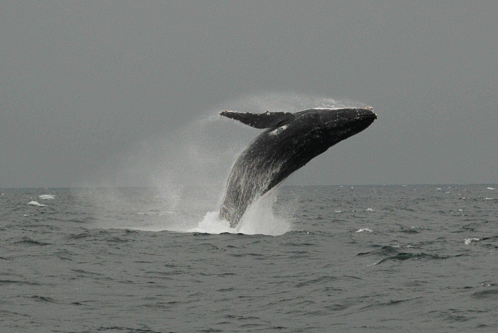 Omdenken - Dikke walvis